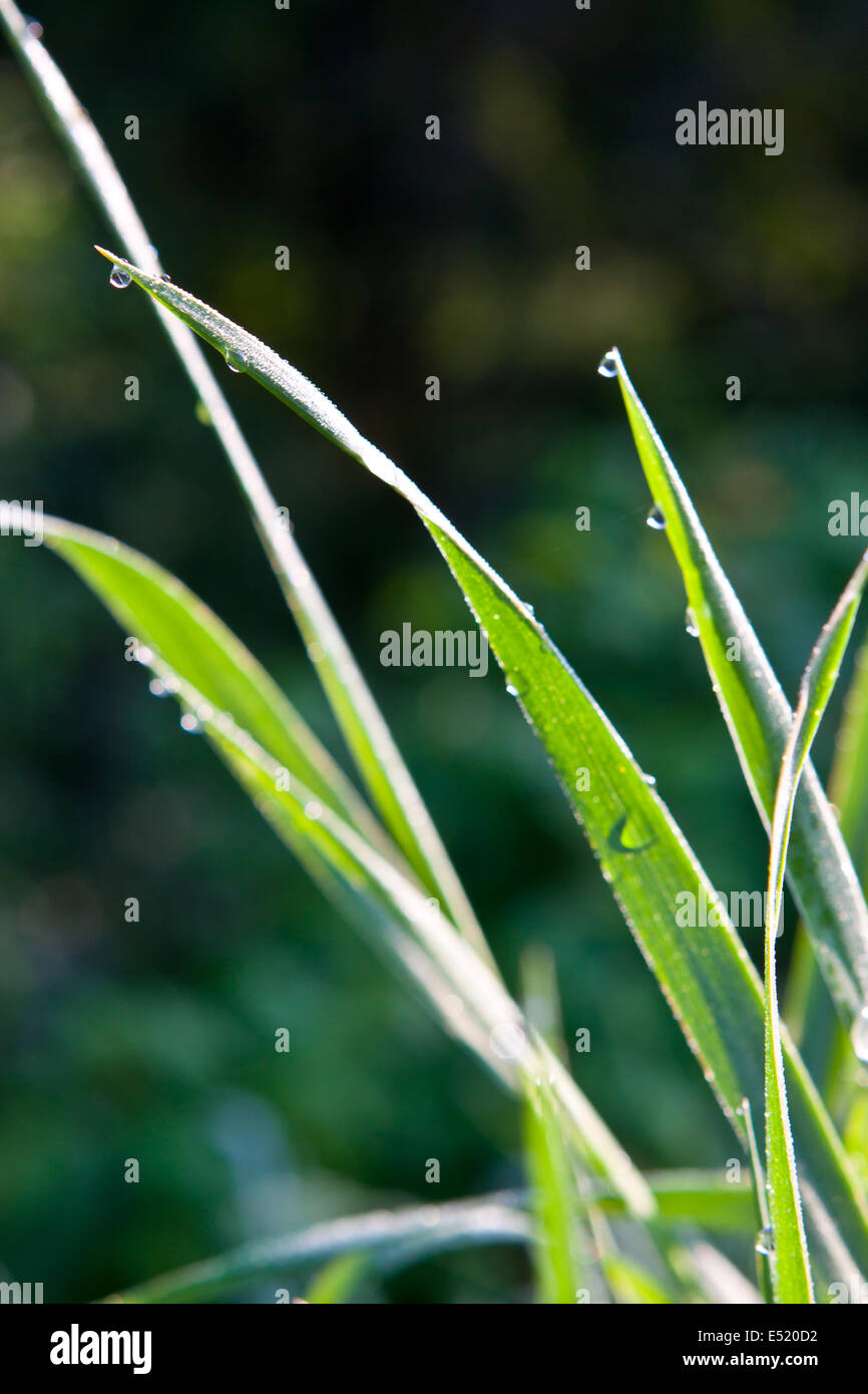 Wide grass blades hi-res stock photography and images - Alamy
