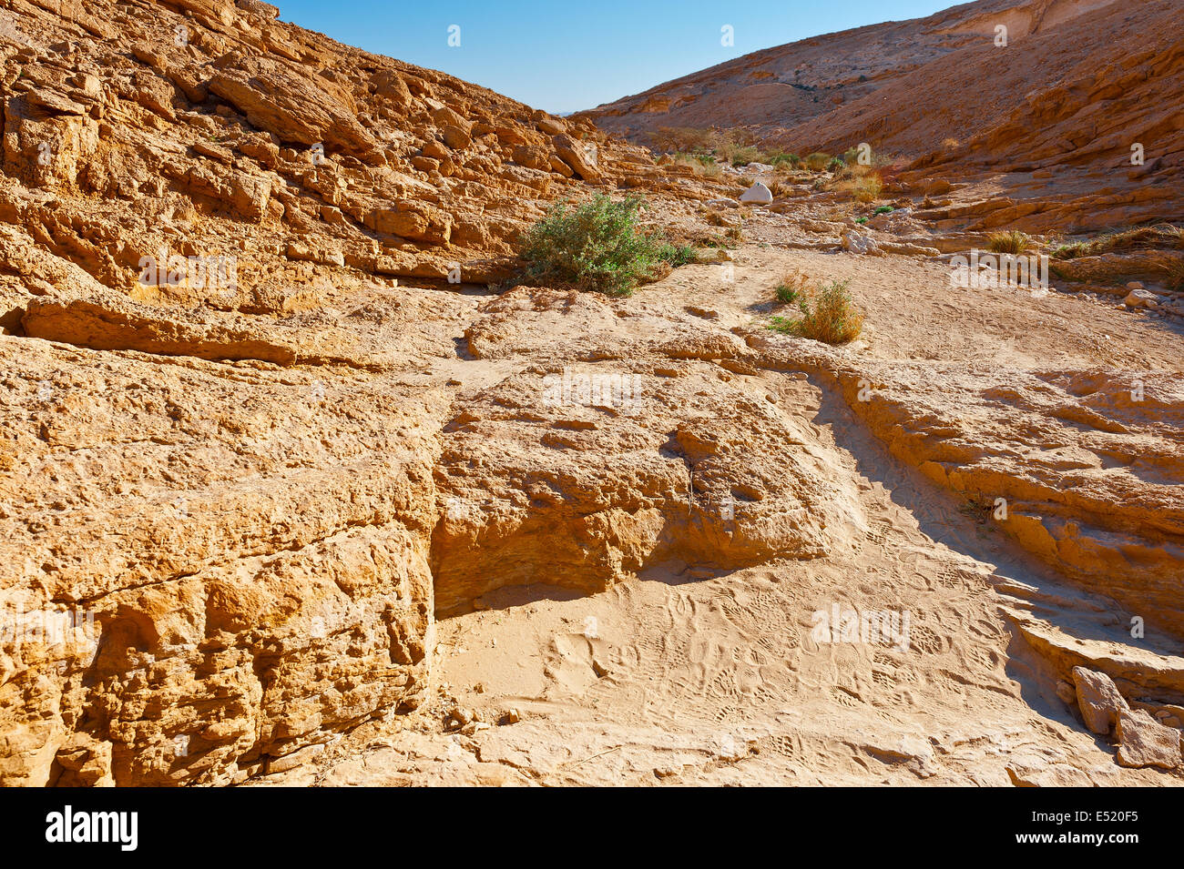 Spring in Desert Stock Photo - Alamy