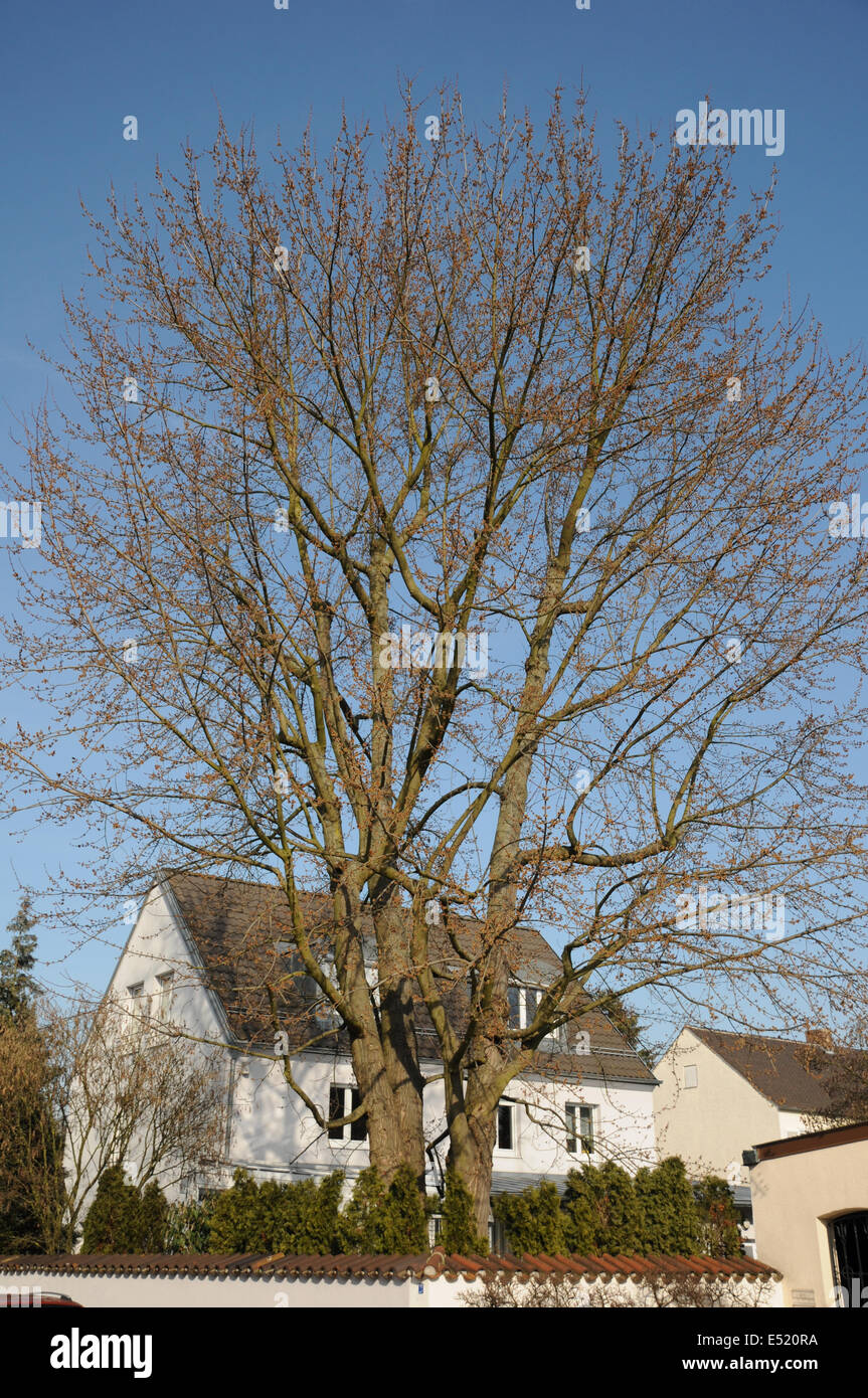 White maple soft maple river maple hi-res stock photography and images ...