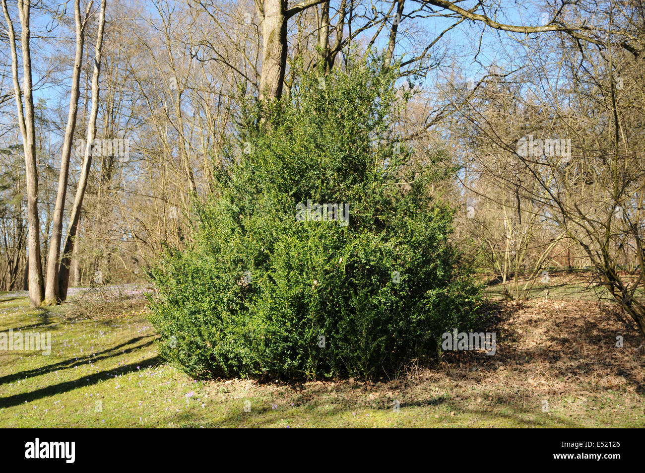 Bux trees hi-res stock photography and images - Alamy