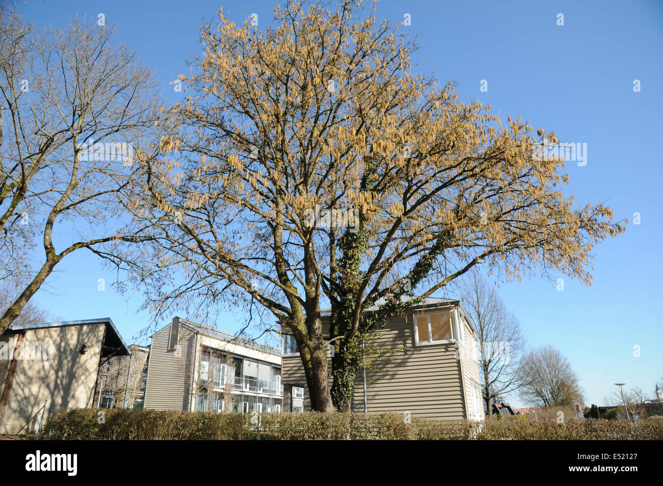 Corylus colurna baumhasel turkish hazel hi-res stock photography and ...