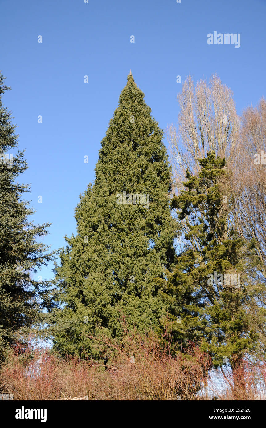 Pyramidal norway spruce Stock Photo - Alamy