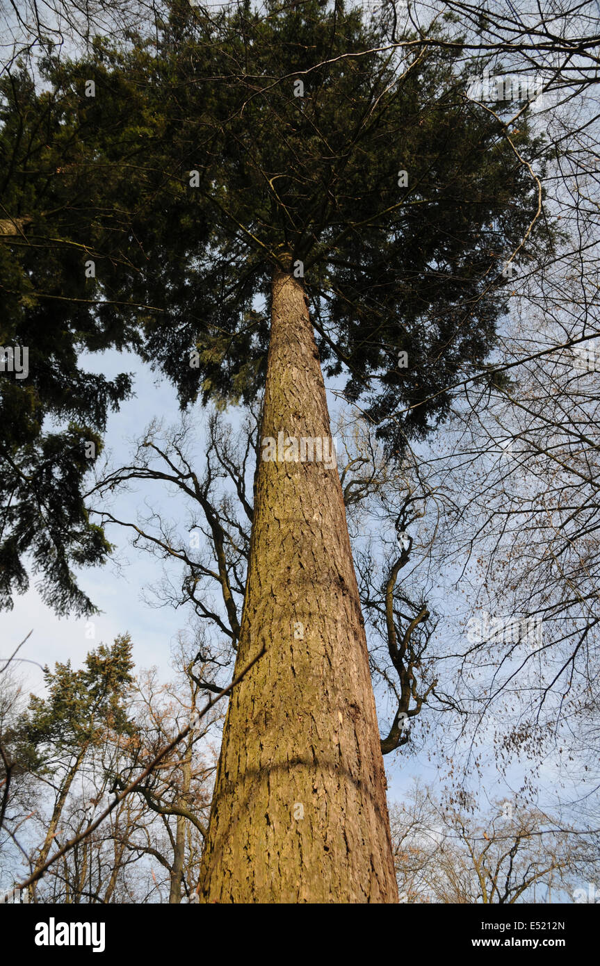 Douglas Fir Tree Bark Stock Photos & Douglas Fir Tree Bark Stock Images ...