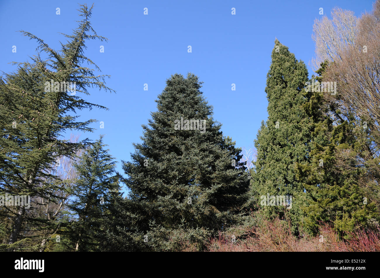 Spanish fir trees hi-res stock photography and images - Alamy