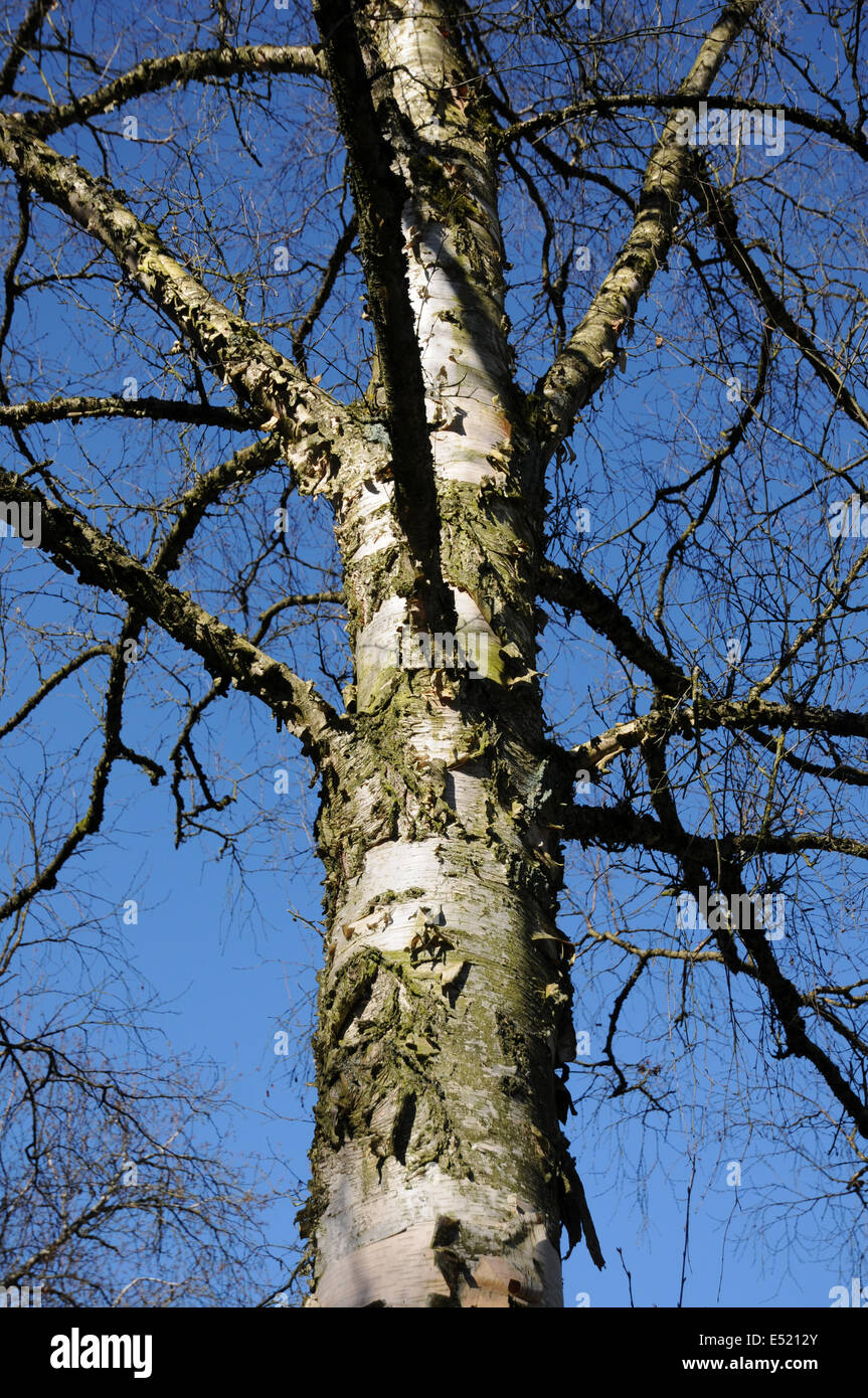 Ermans birch hi-res stock photography and images - Alamy