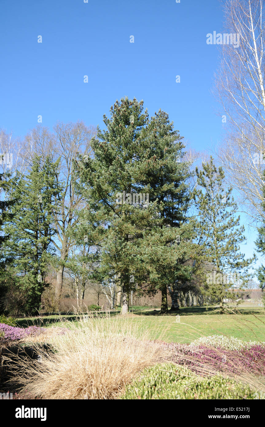 Macedonian pine hi-res stock photography and images - Alamy
