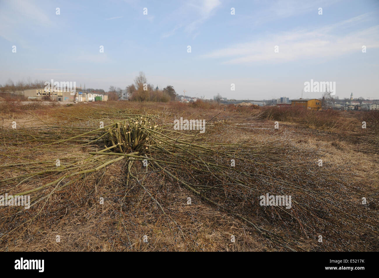 Cutting fallen tree hi-res stock photography and images - Alamy