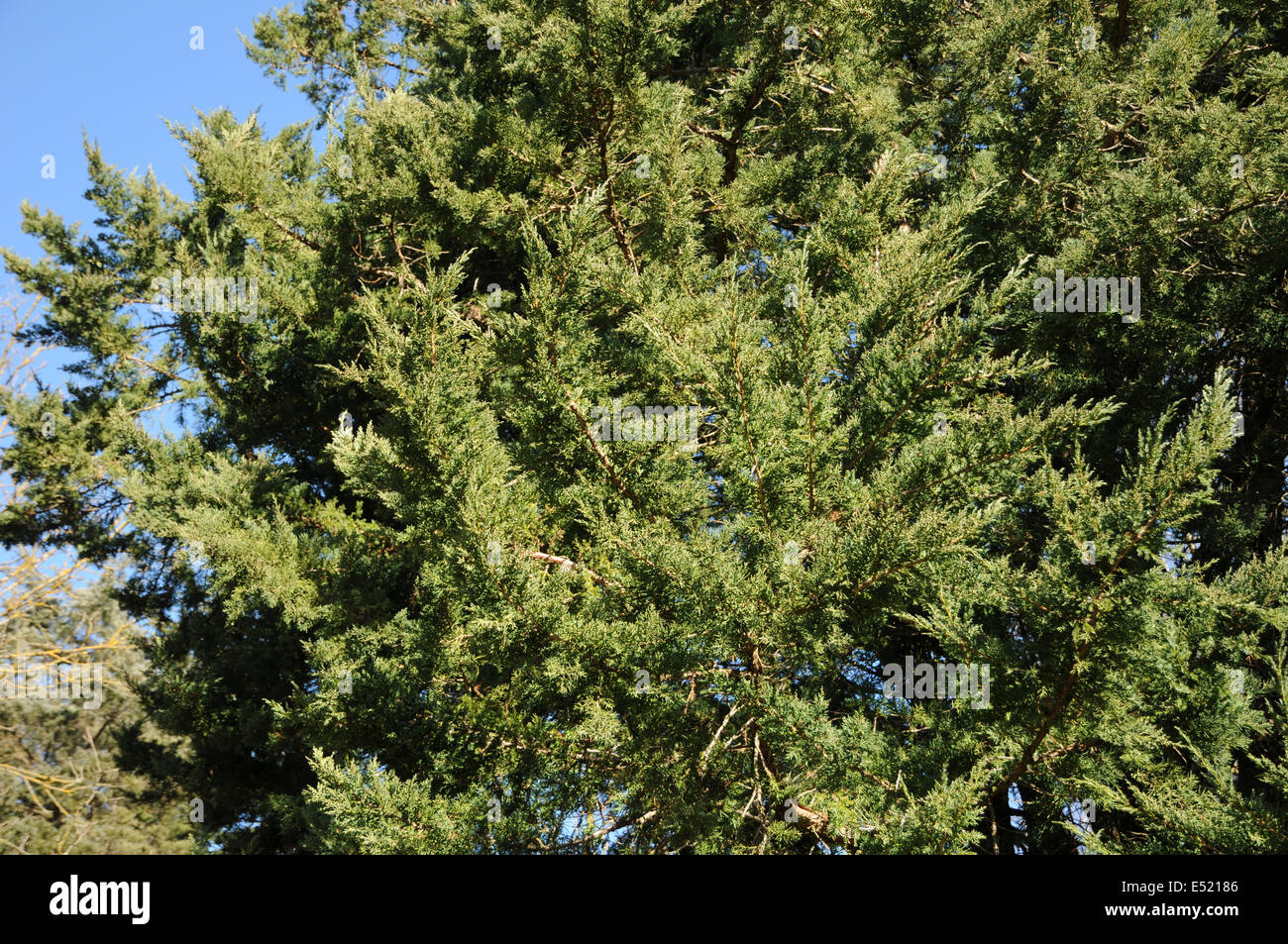 Chinese juniper hi-res stock photography and images - Alamy