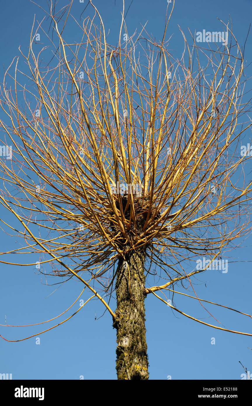 Common white willow hi-res stock photography and images - Alamy
