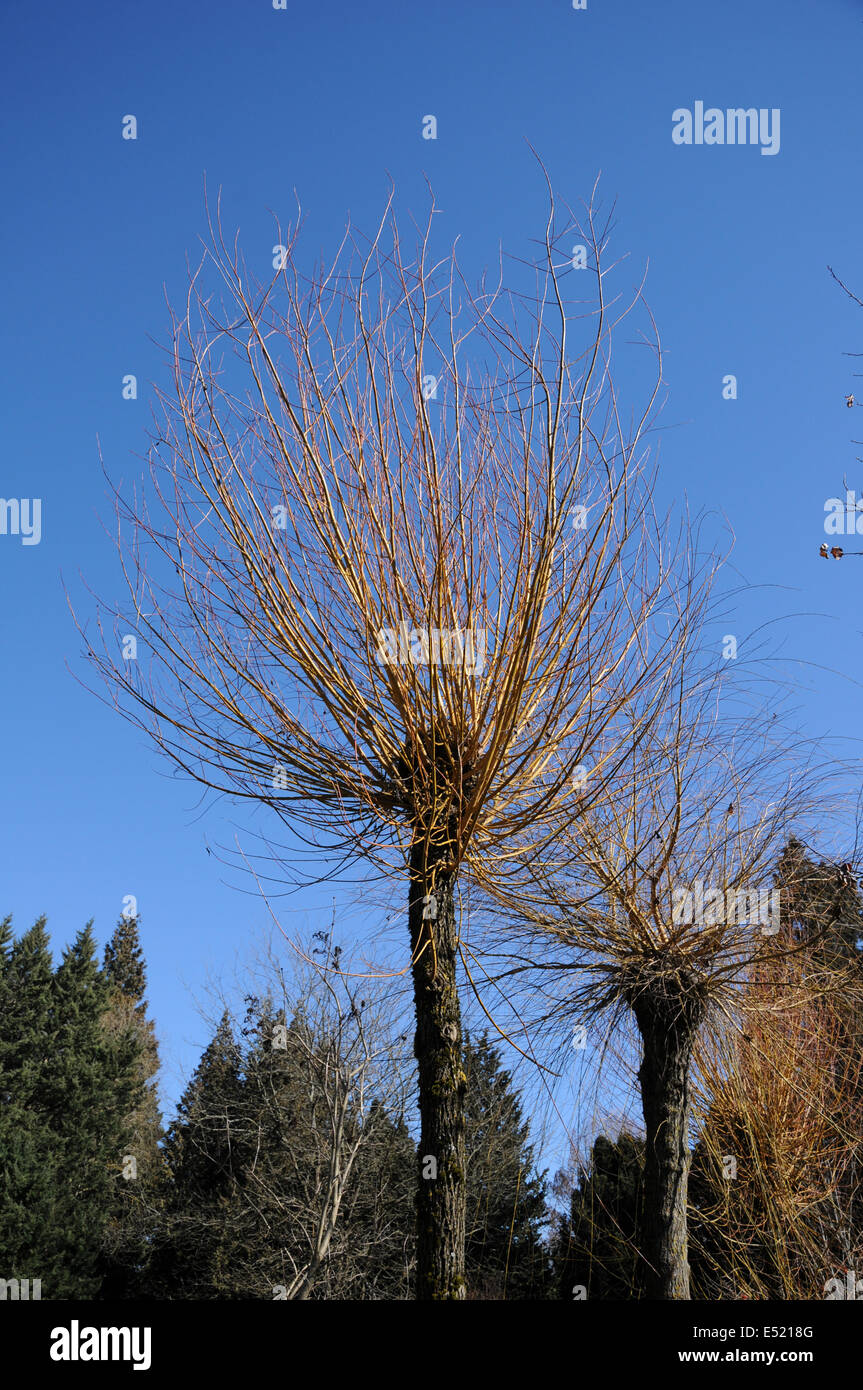 Common white willow hi-res stock photography and images - Alamy
