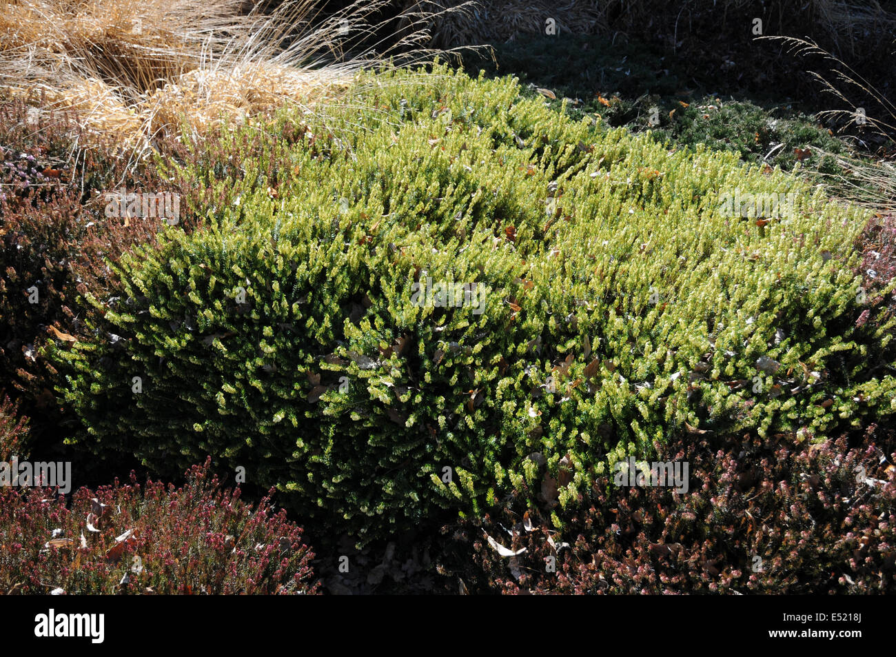 Erica golden starlet hi-res stock photography and images - Alamy