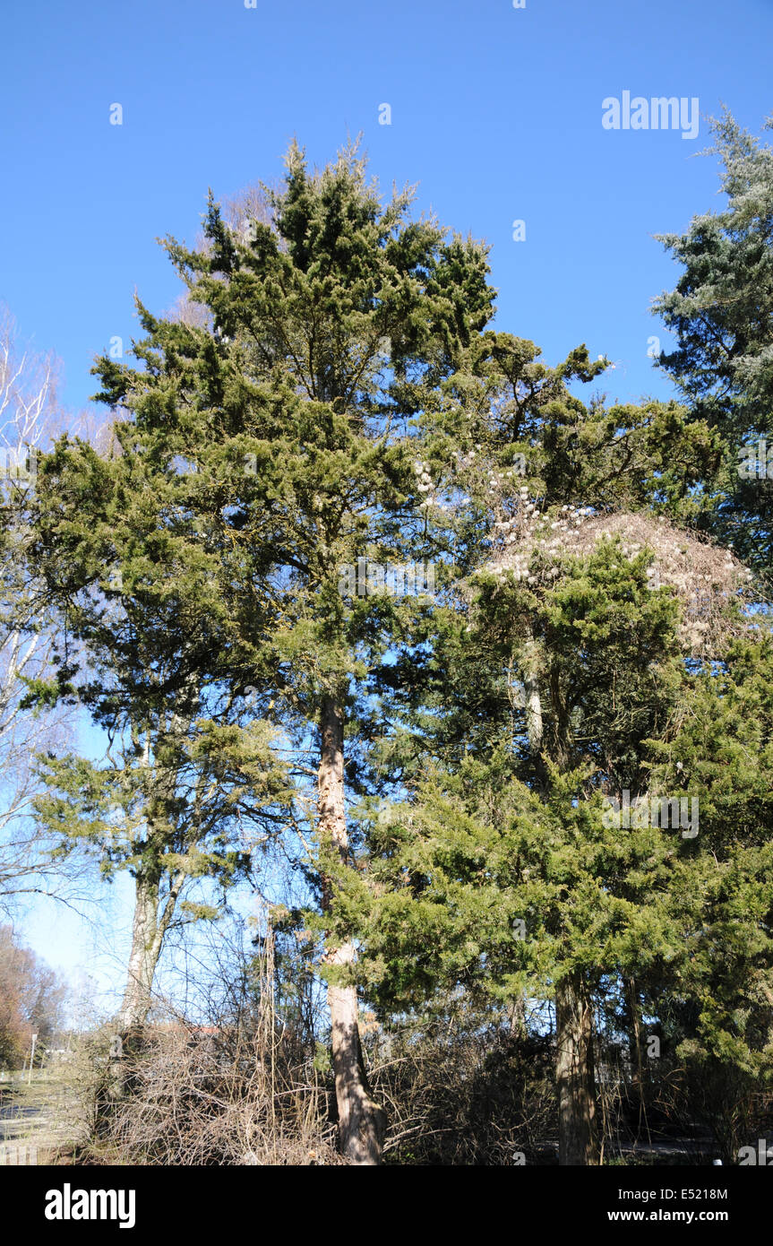 Eastern juniper juniperus virginiana hi-res stock photography and ...