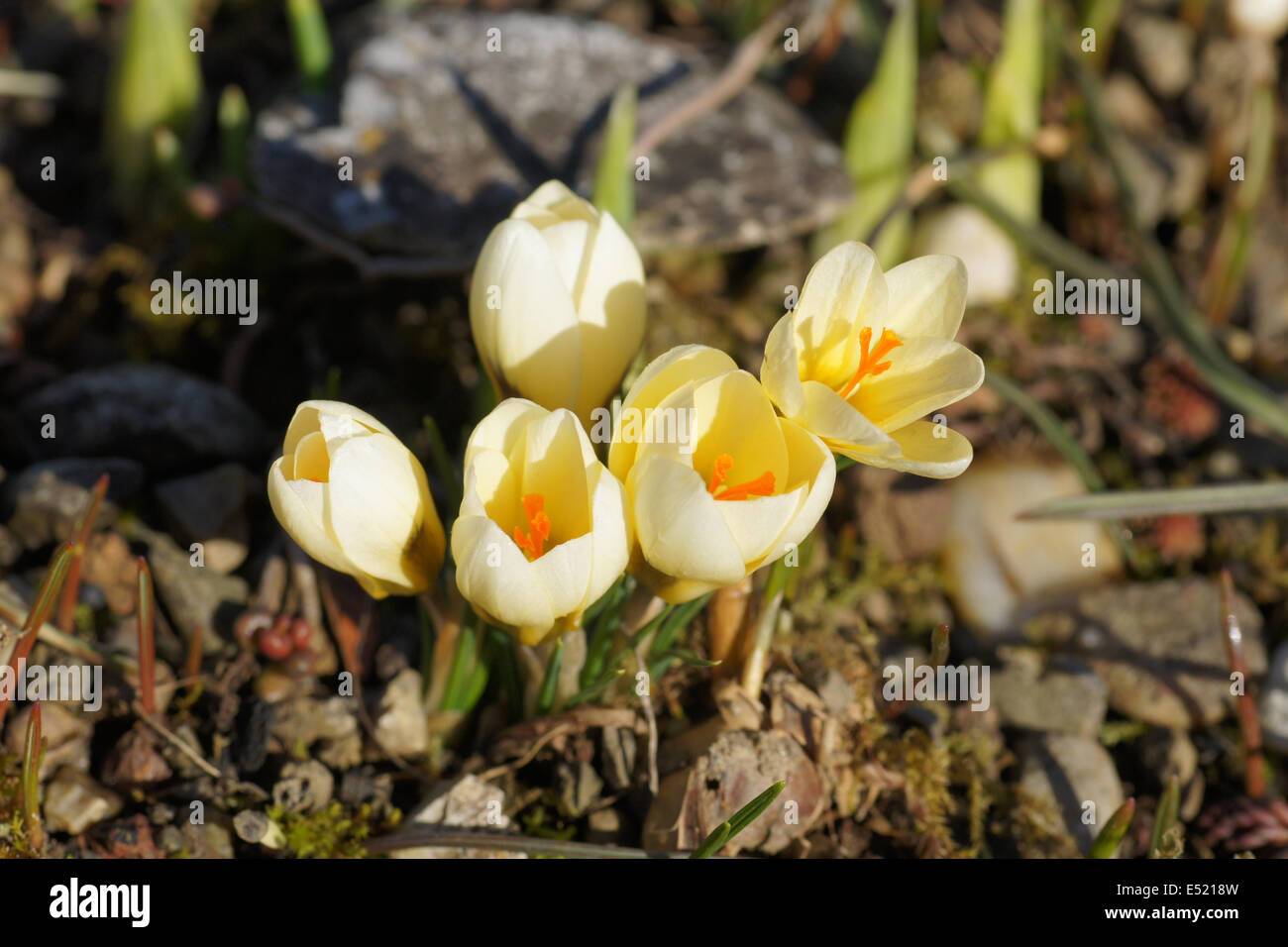 Crocus chrysanthus hi-res stock photography and images - Alamy