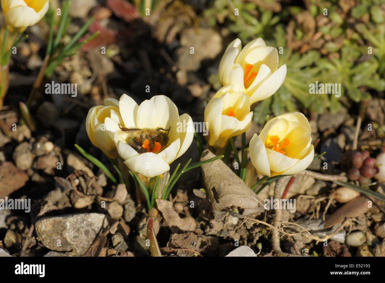 Crocus chrysanthus cream beauty hi-res stock photography and images - Alamy
