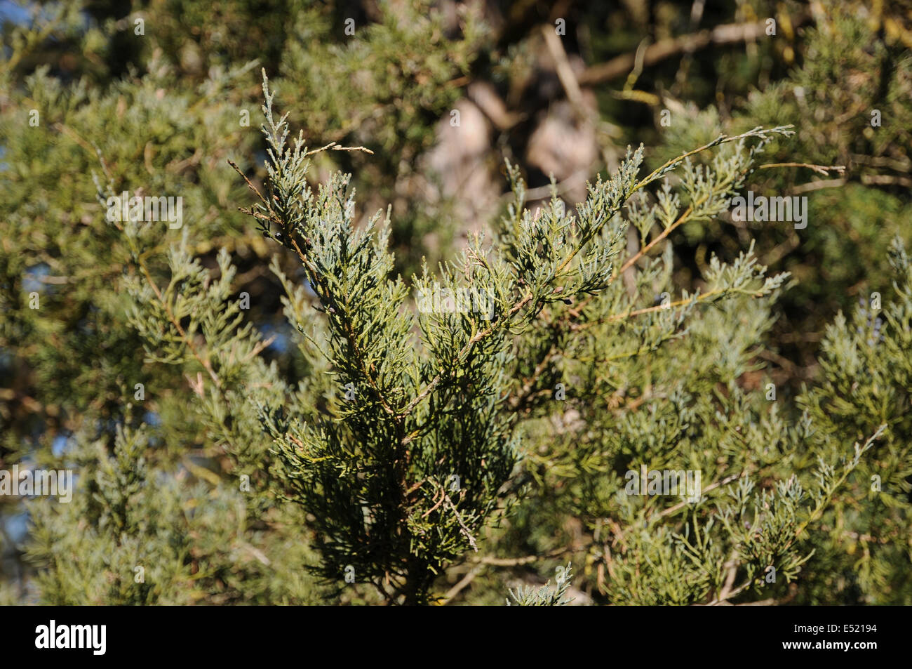 Eastern juniper juniperus virginiana hi-res stock photography and ...