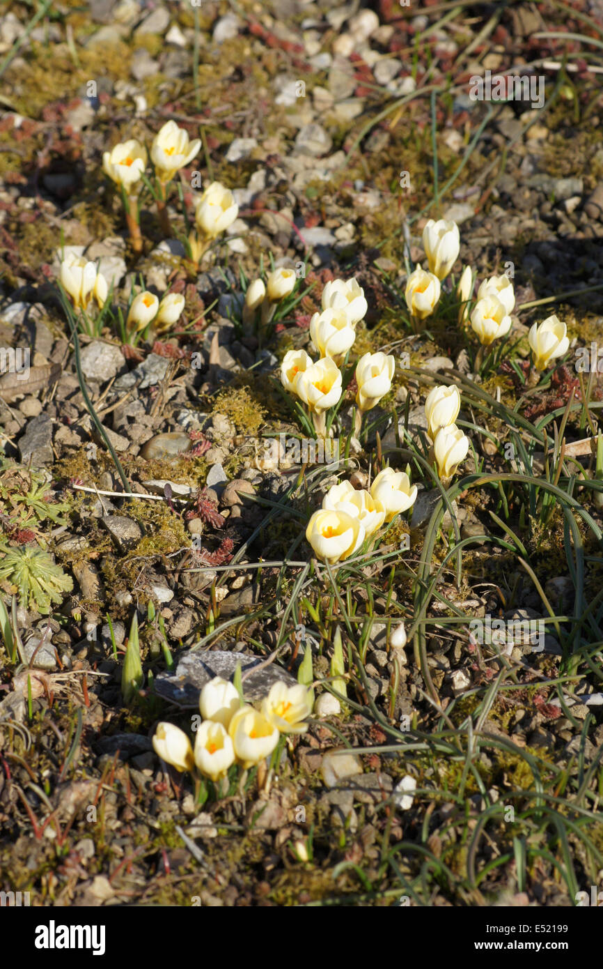 Crocus chrysanthus cream beauty hi-res stock photography and images - Alamy