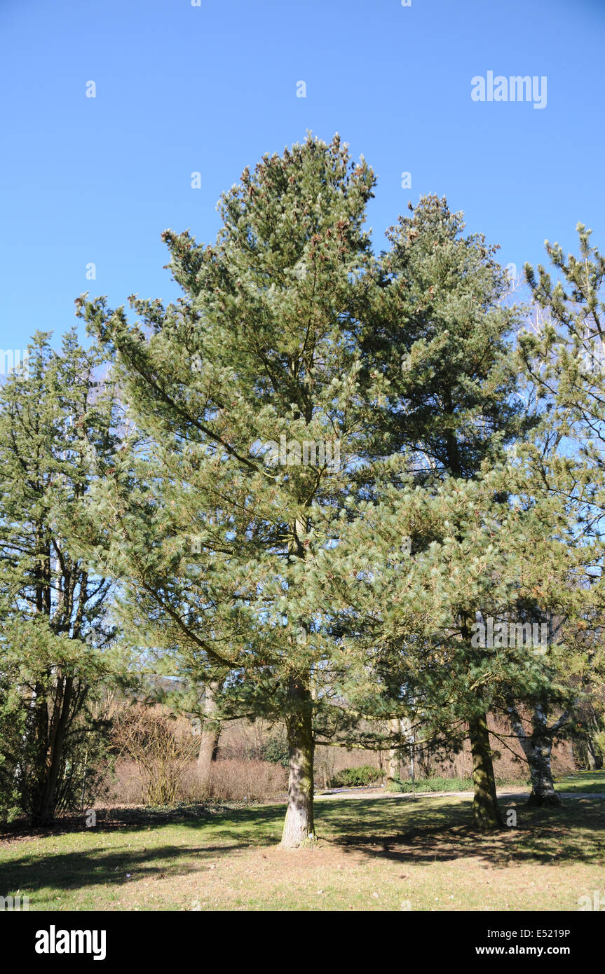 Kiefern zapfen hi-res stock photography and images - Alamy