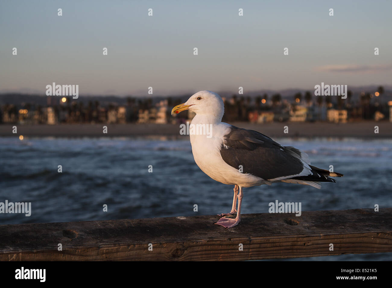 Gull and pier hi-res stock photography and images - Alamy