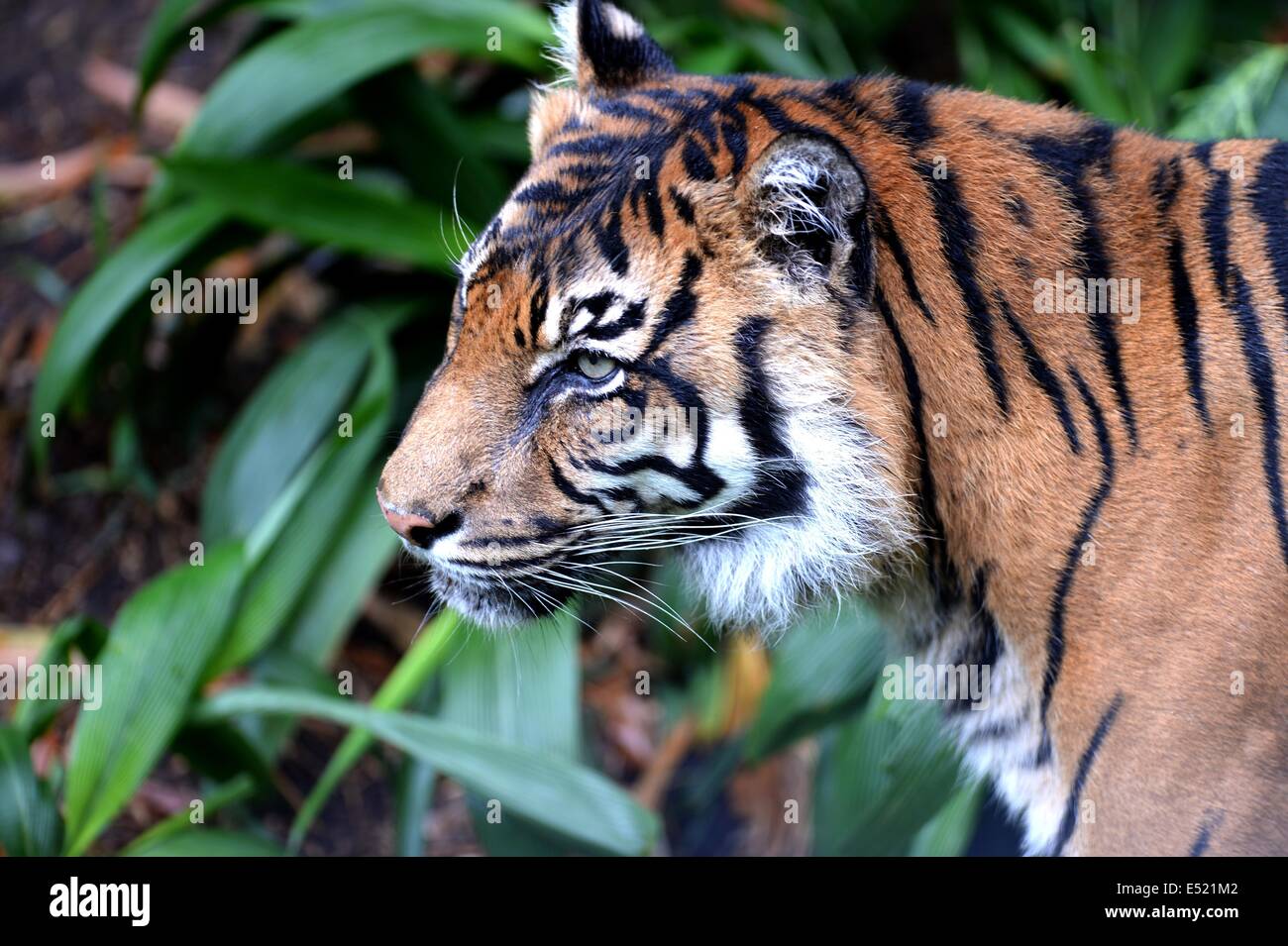 Tiger nose hi-res stock photography and images - Alamy
