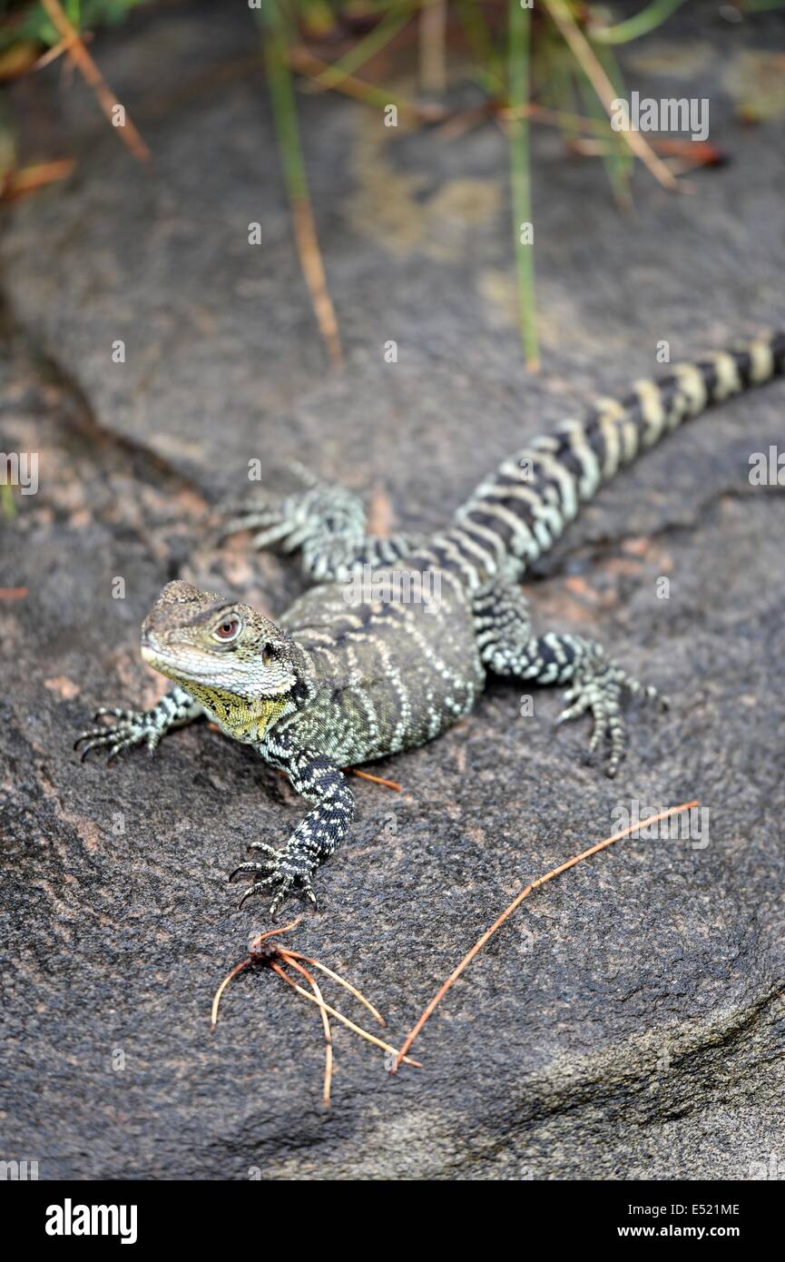 Dragon lizard hi-res stock photography and images - Alamy
