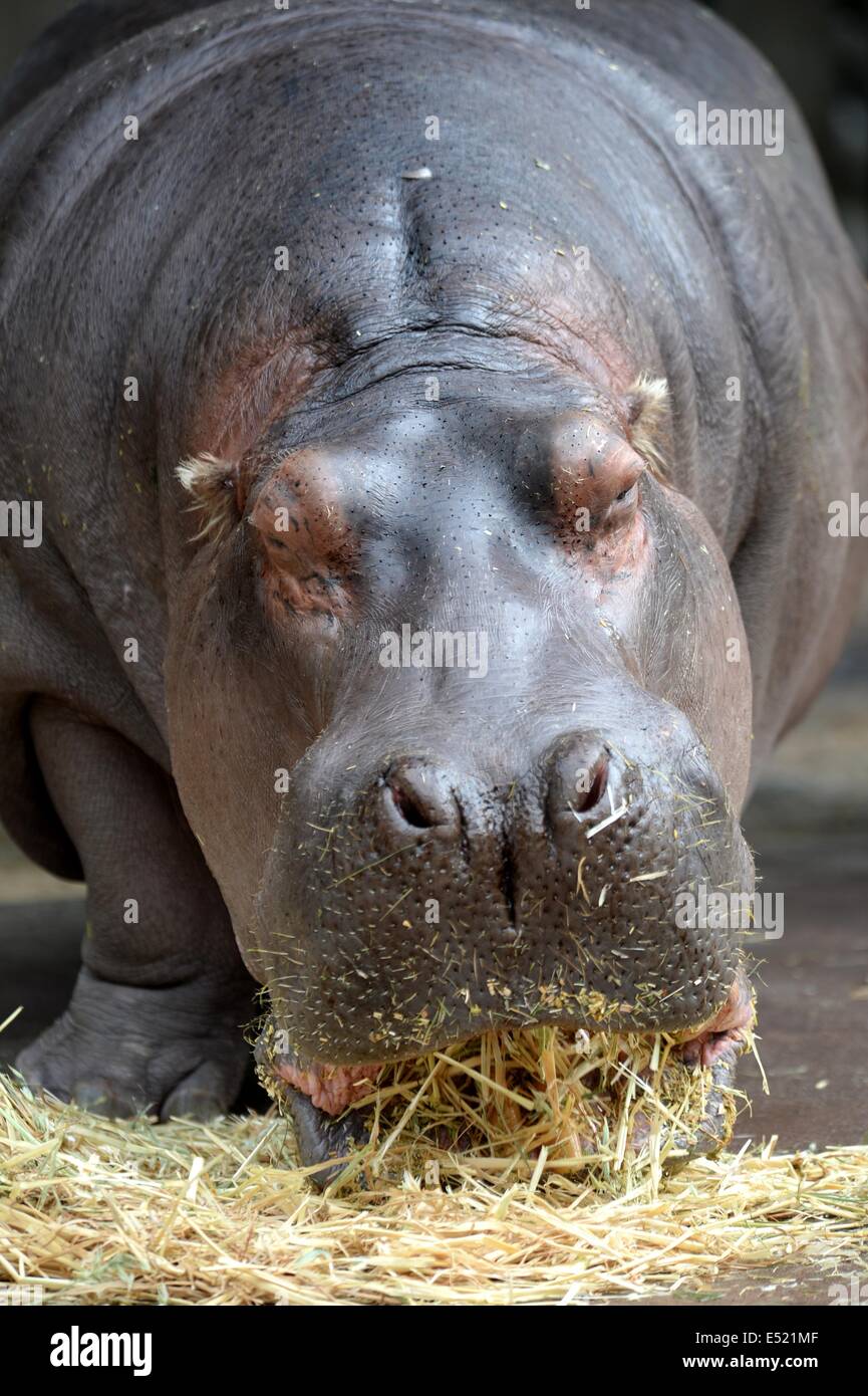 Hippo adult and calf hi-res stock photography and images - Alamy