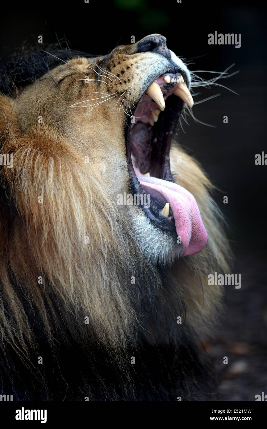 Lion legs hi-res stock photography and images - Alamy