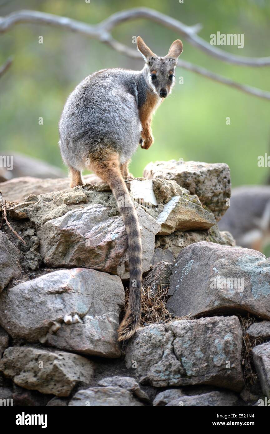 Yellow rock wallaby hi-res stock photography and images - Alamy