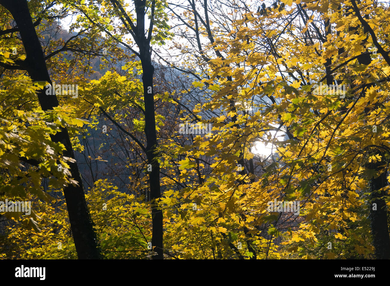 landscape with forest Stock Photo - Alamy