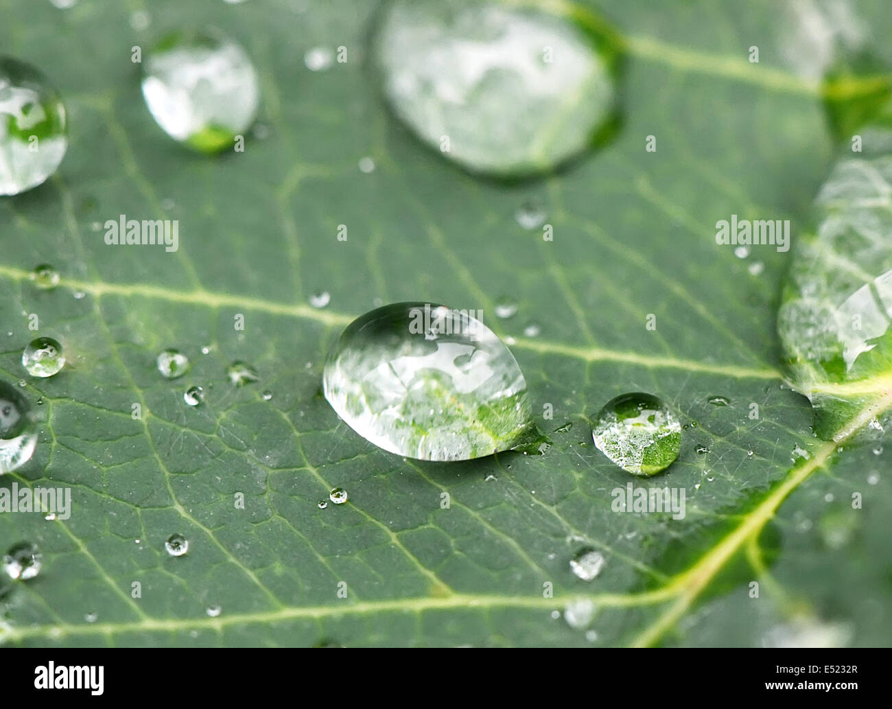 Rain drop on a leaf Stock Photo - Alamy