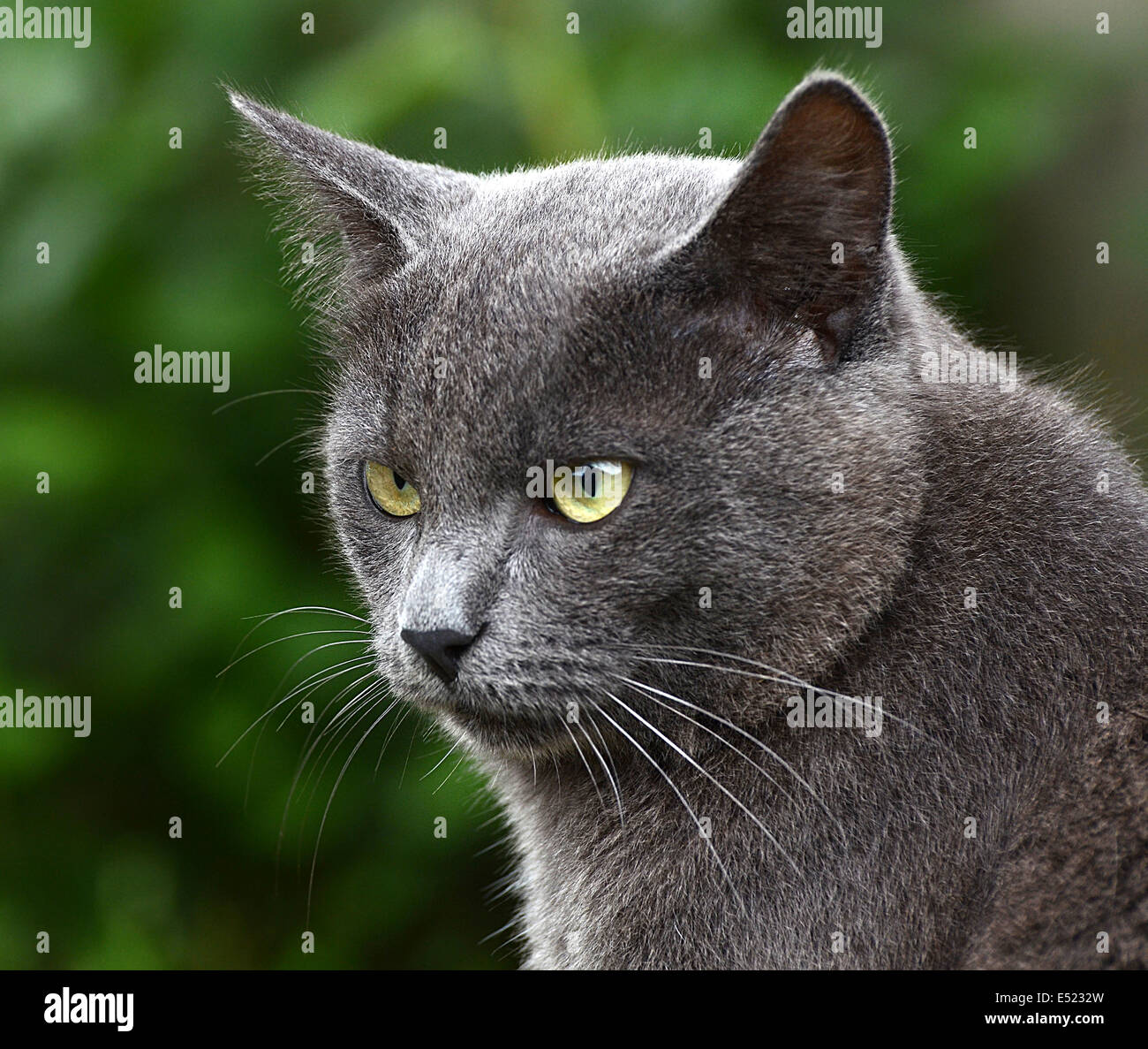 Portrait adorable kitten close hi-res stock photography and images - Alamy