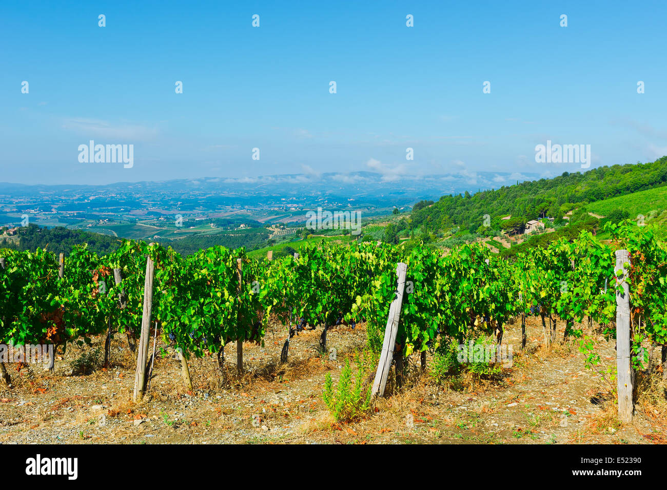 Italian forest vine hi-res stock photography and images - Alamy