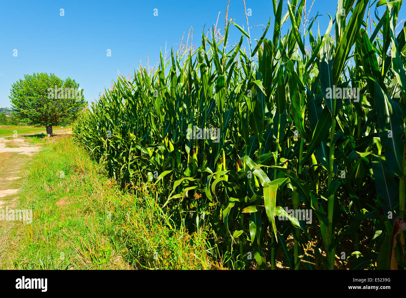 Plain corn hi-res stock photography and images - Alamy