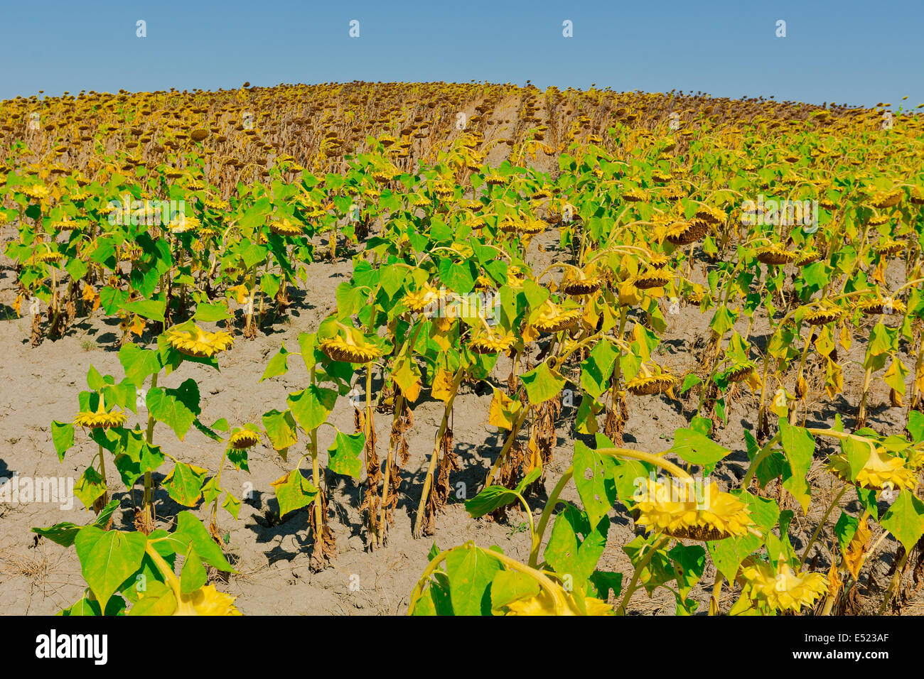 Ground sunflower hi-res stock photography and images - Alamy