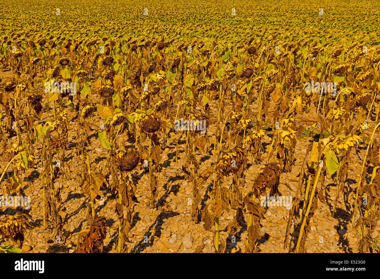 Sunflower field faded hi-res stock photography and images - Alamy