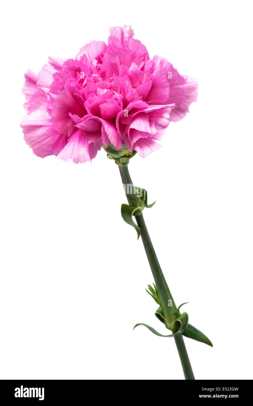 Carnation pattern Cut Out Stock Images & Pictures - Alamy