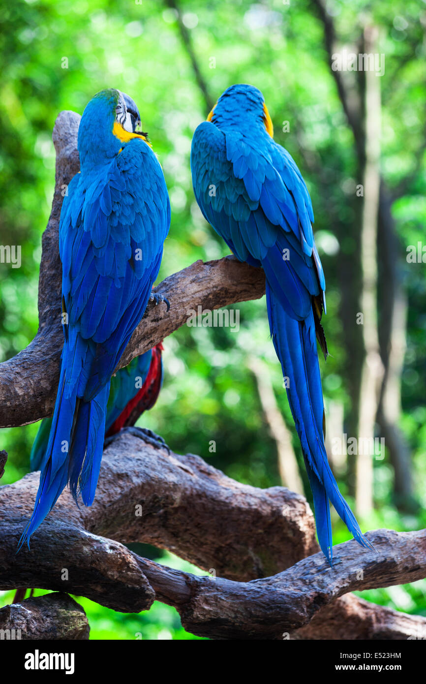 two of beautiful parrots Stock Photo - Alamy