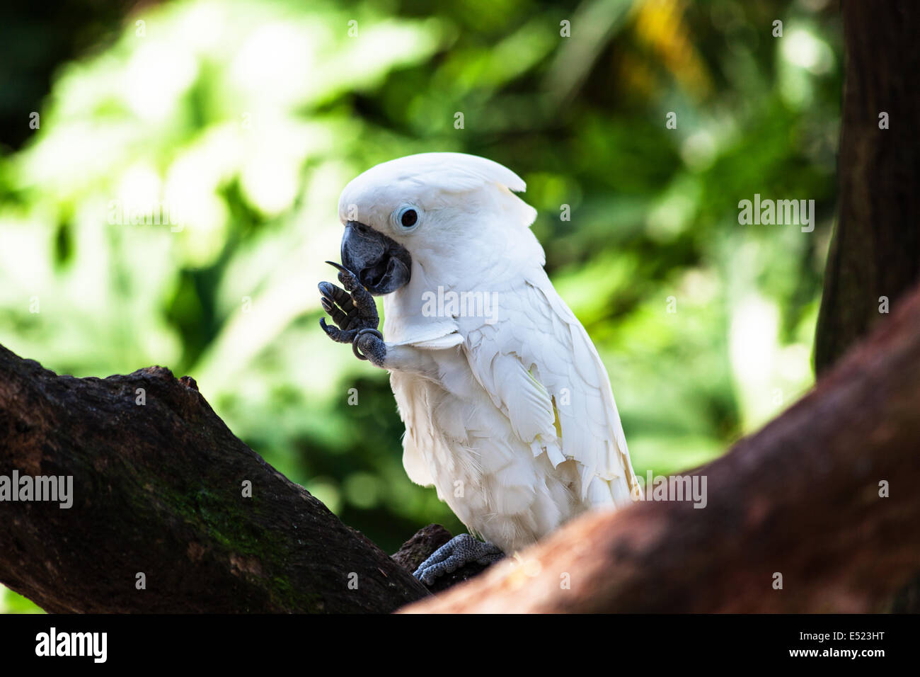 white of beautiful parrot Stock Photo - Alamy