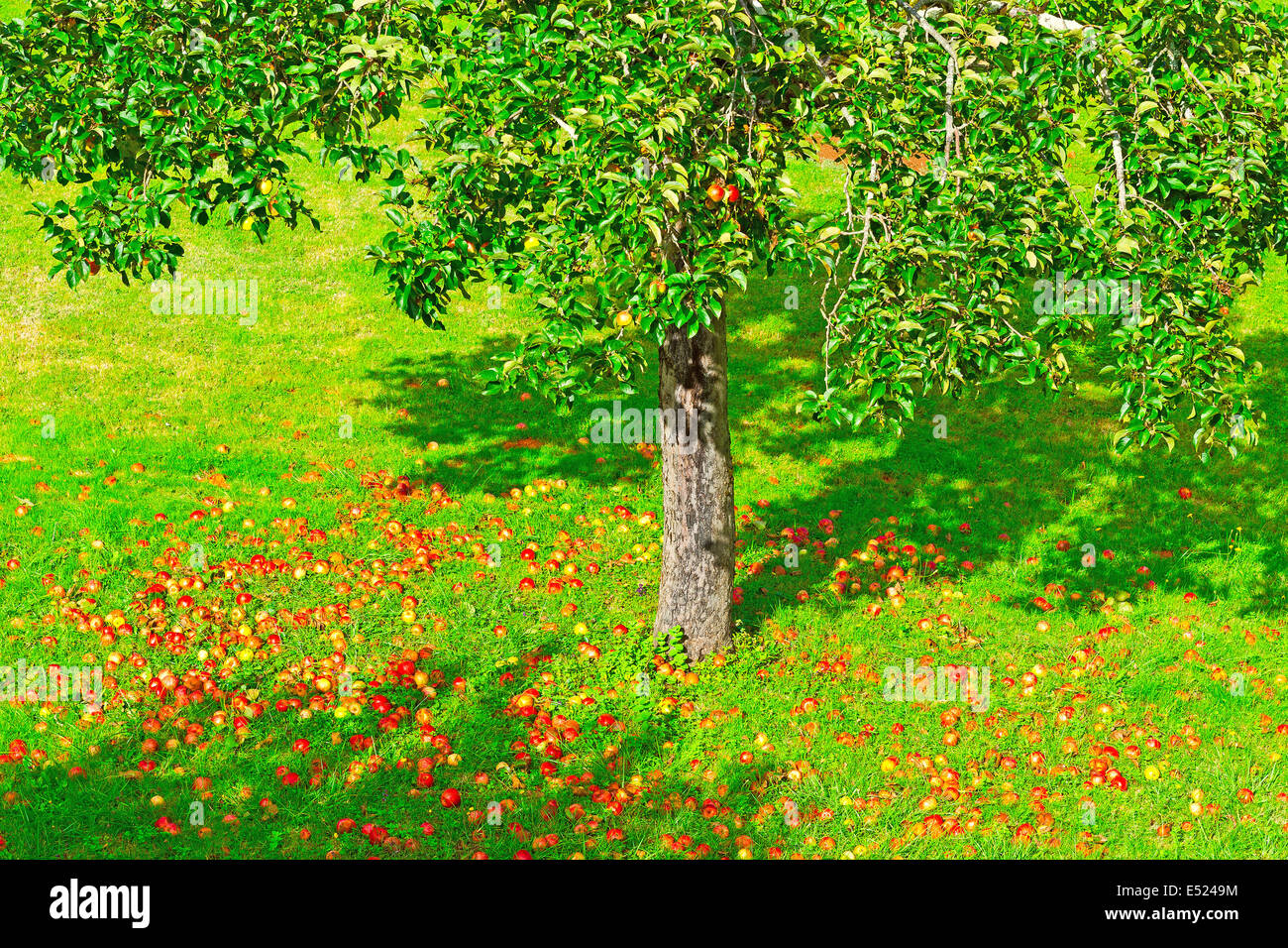 Apples fallen hi-res stock photography and images - Alamy
