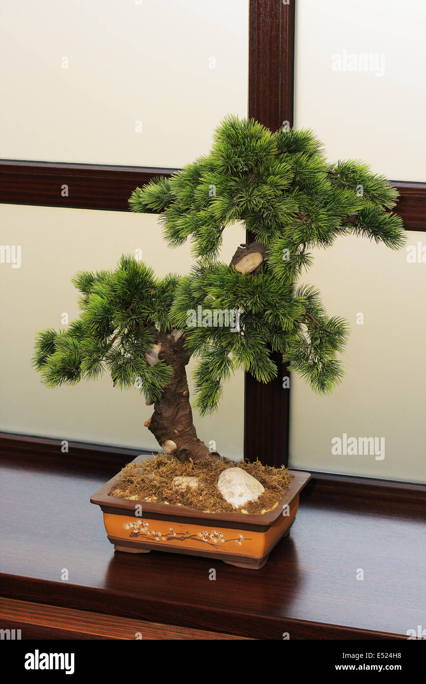 The Japanese dwarfish pine Stock Photo - Alamy