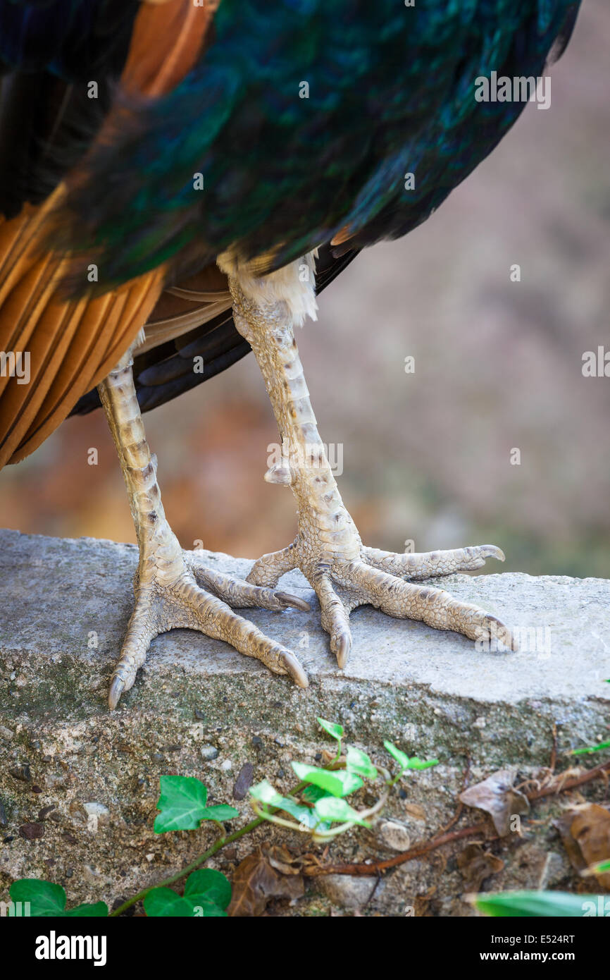 Pheasant legs hi-res stock photography and images - Alamy