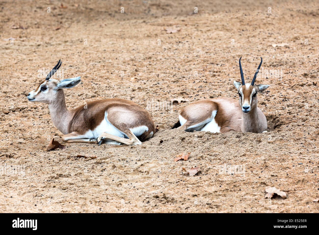 Herbivorous antelopes hi-res stock photography and images - Alamy