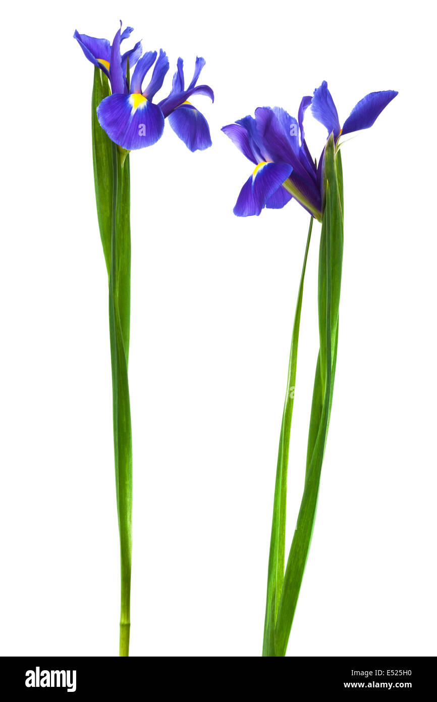 two blue iris Stock Photo - Alamy