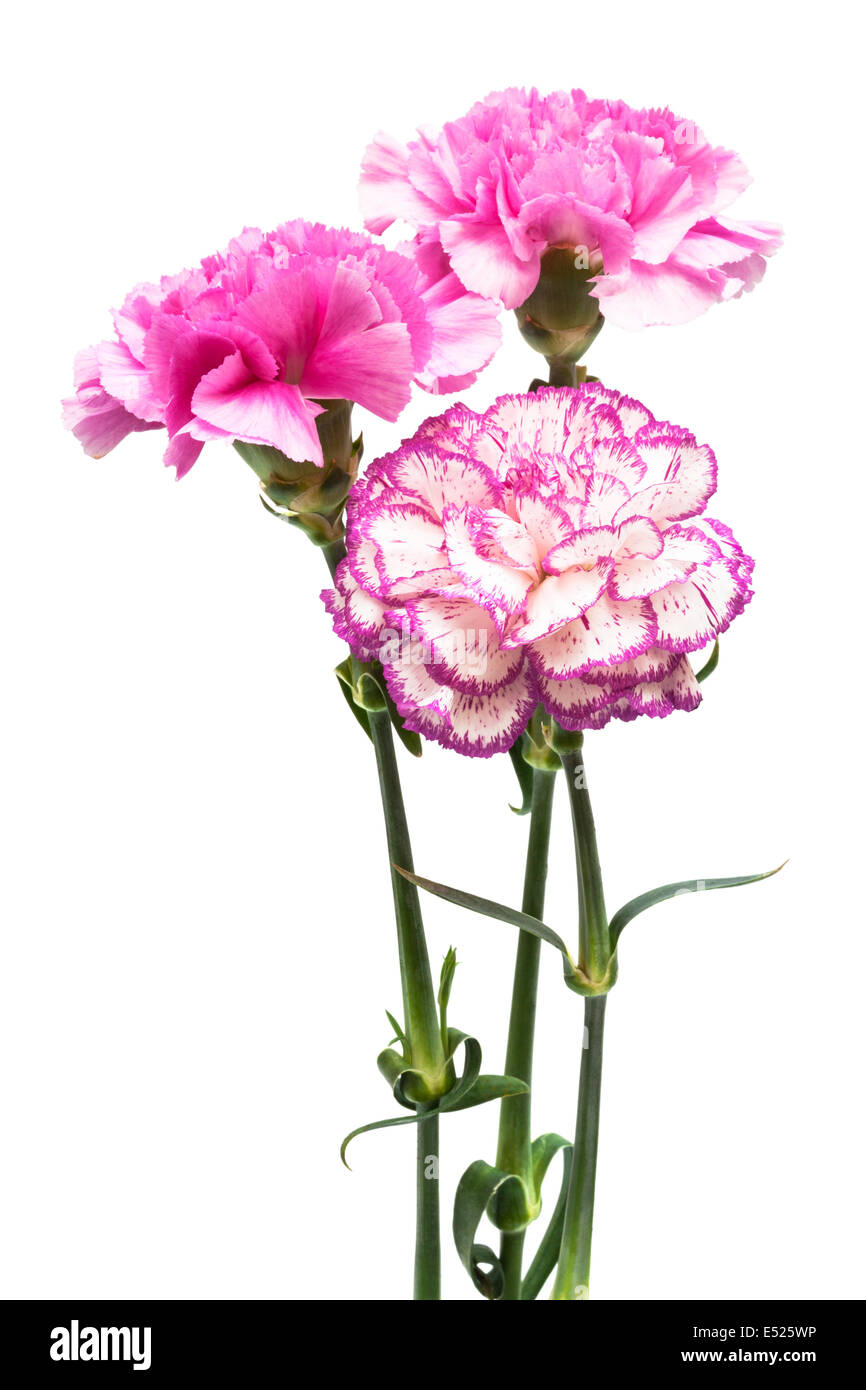 three garden carnation Stock Photo - Alamy