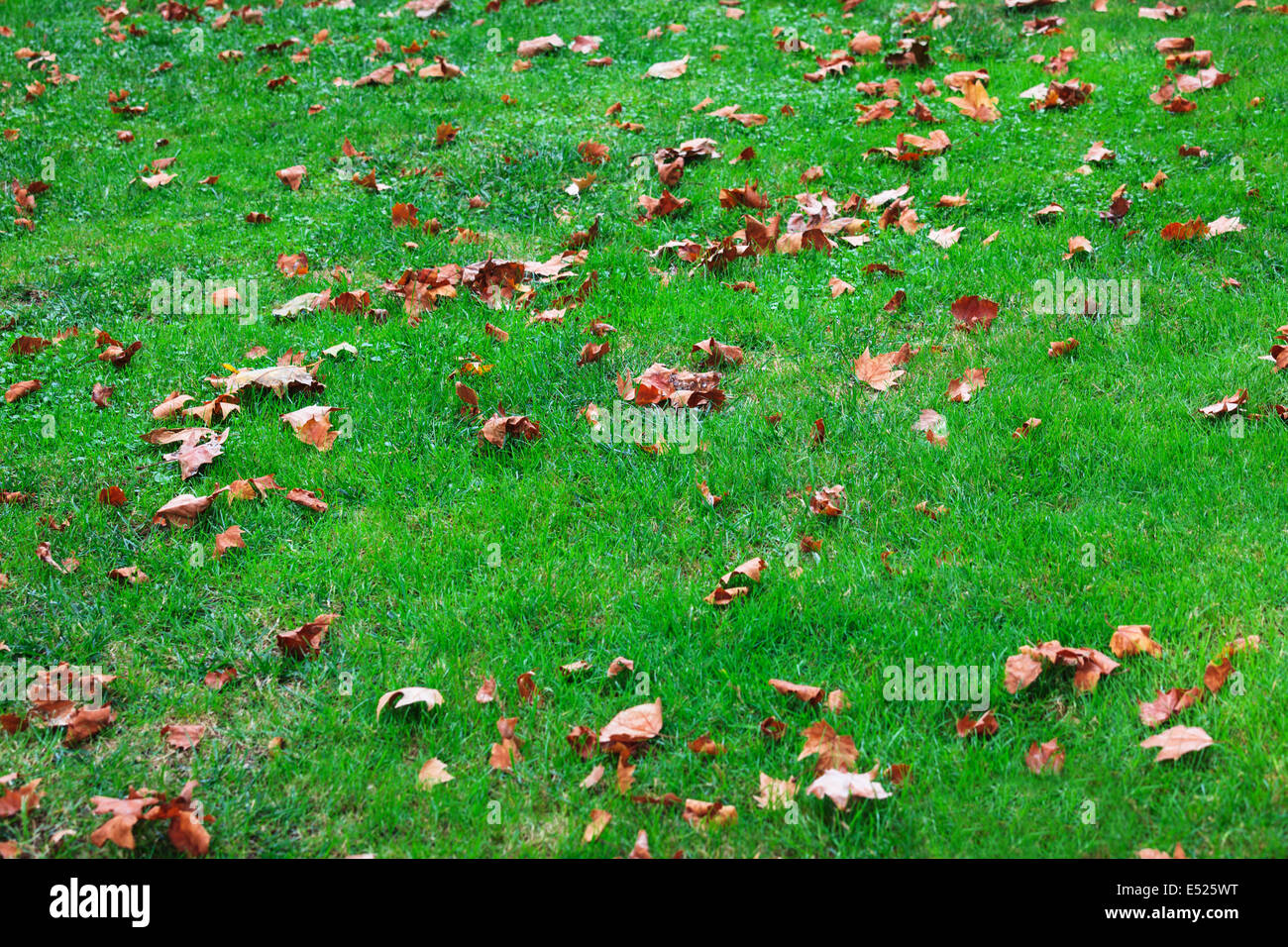Beauty of fallen leaves hi-res stock photography and images - Alamy