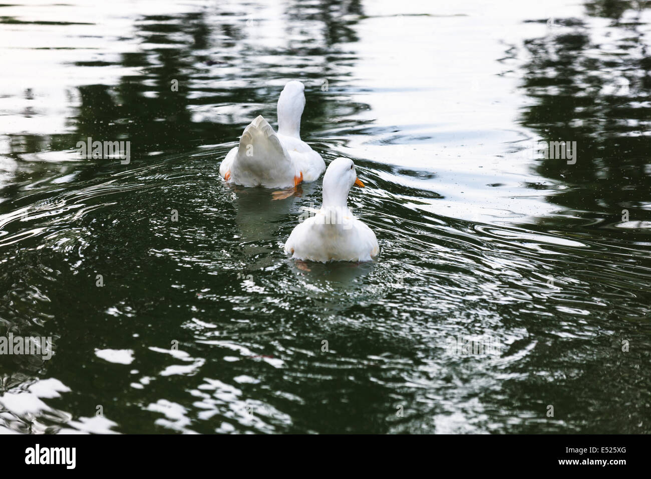 two white ducks Stock Photo - Alamy
