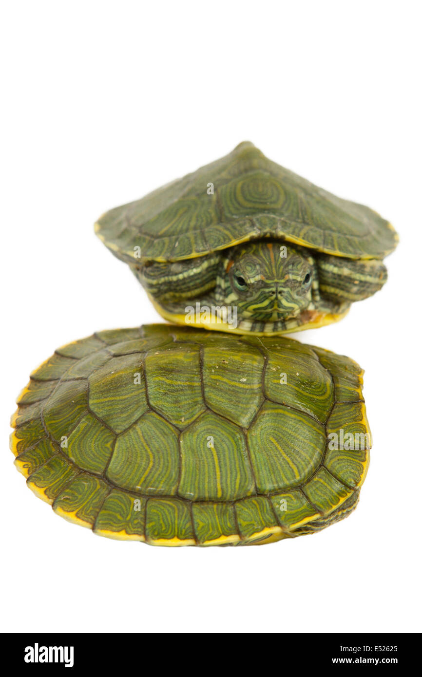 Reptiles turtles Cut Out Stock Images & Pictures - Alamy