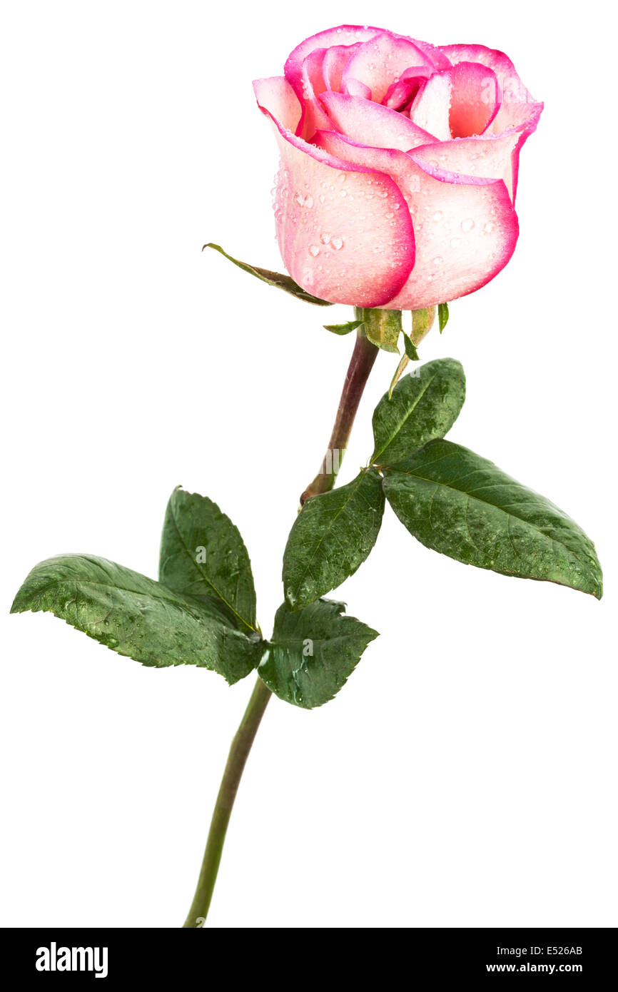 a pink rose Stock Photo - Alamy