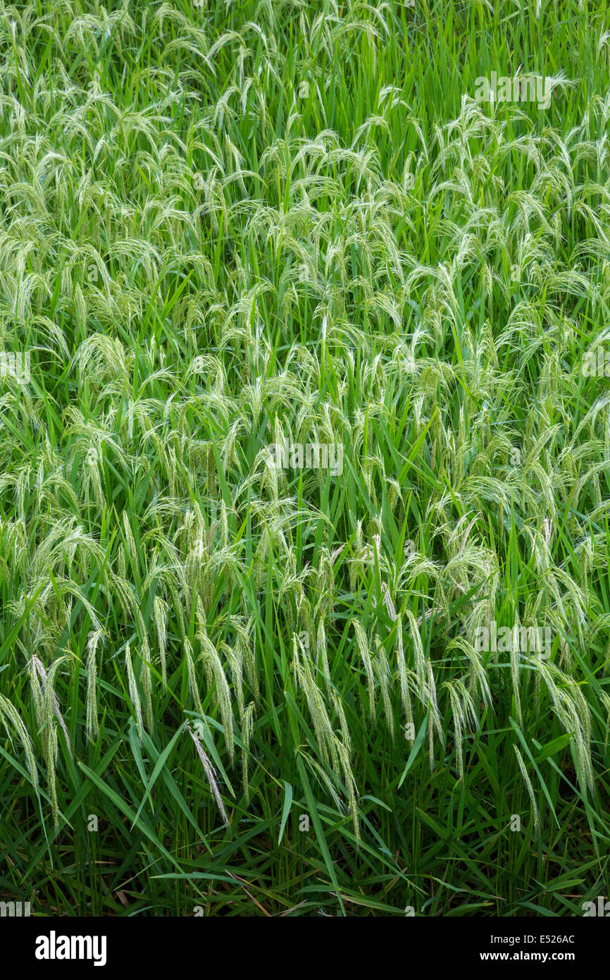 Growing bali hi-res stock photography and images - Alamy