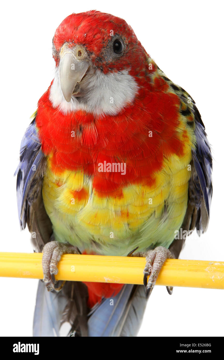 large colorful parrot Stock Photo - Alamy