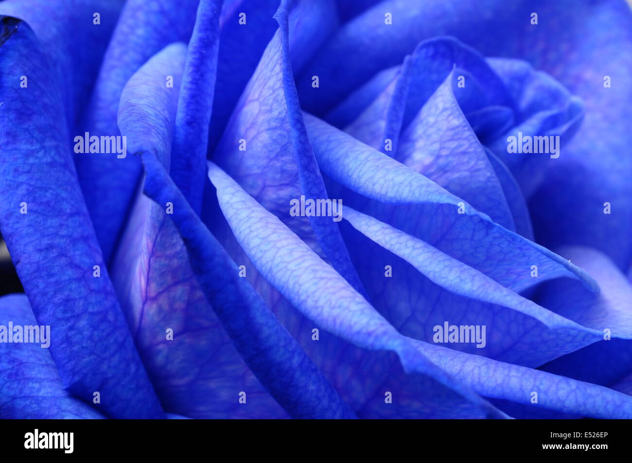 Blue rose petals hi-res stock photography and images - Alamy